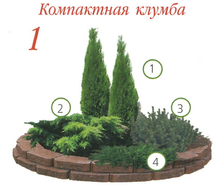 12 вариантов хвойной клумбы - Советы для женщин