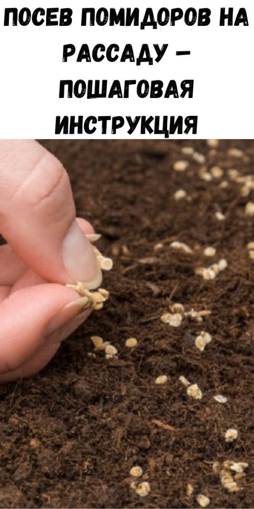 Посев помидоров на рассаду – пошаговая инструкция - Советы для женщин